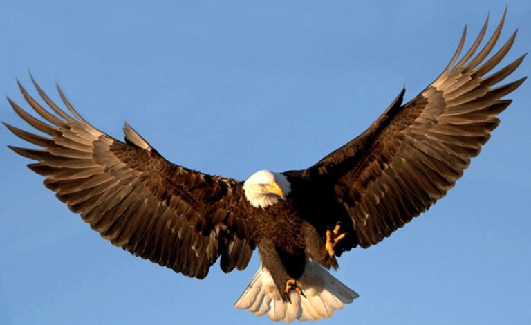 Ο Αετός! (και το Γεράκι)